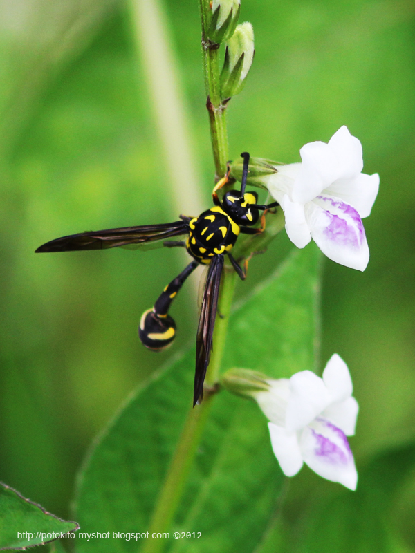 Yellow and Black Potter Wasp (Delta sp.) in Sumatra Indonesia