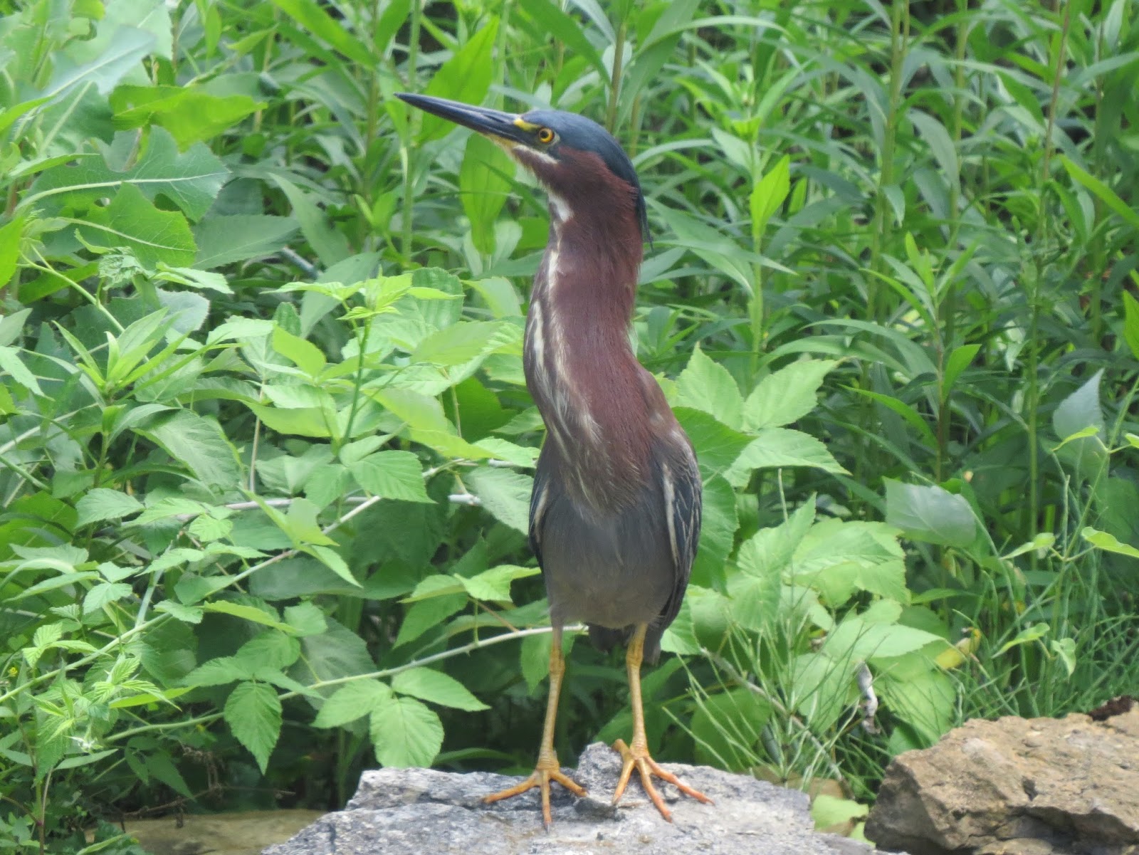 Blue Jay Barrens: Green Heron