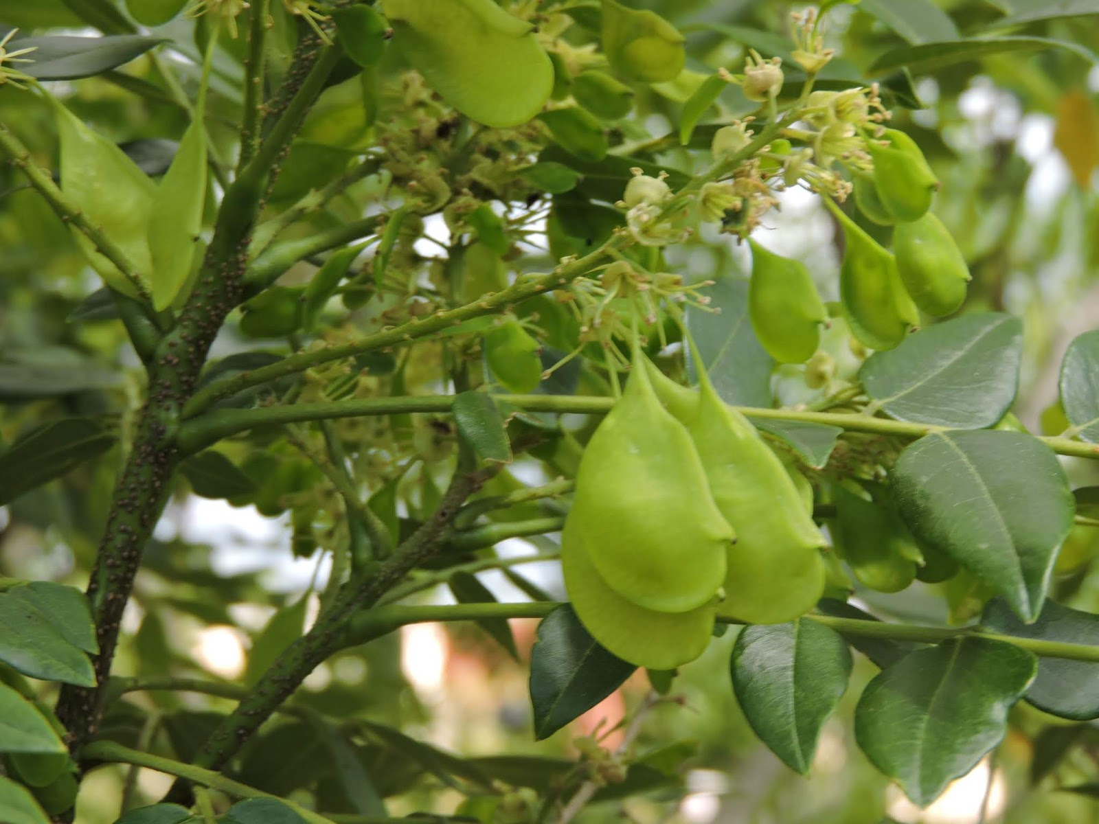 Fabaceae - Leguminosae no Brasil: Ateleia