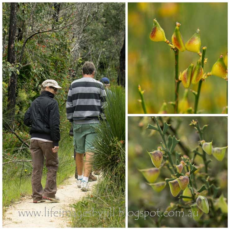Life Images by Jill: A walk through Ambergate Reserve, Busselton ...