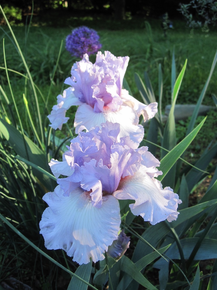 Walter Klingler & Stephen Boydstun : Thursday May 4, 2017 "Rip City ...