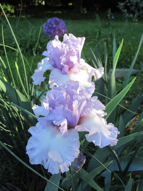 Walter Klingler & Stephen Boydstun : Thursday May 4, 2017 "Rip City ...