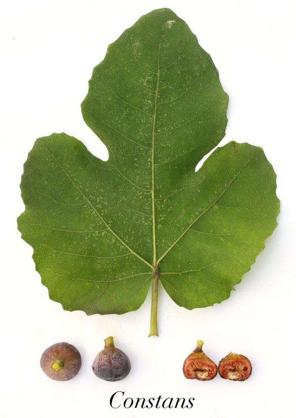 Constans Fig - Var Tin