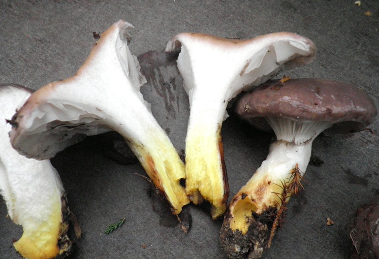 sieniopas: - - - - - Limanuljaska