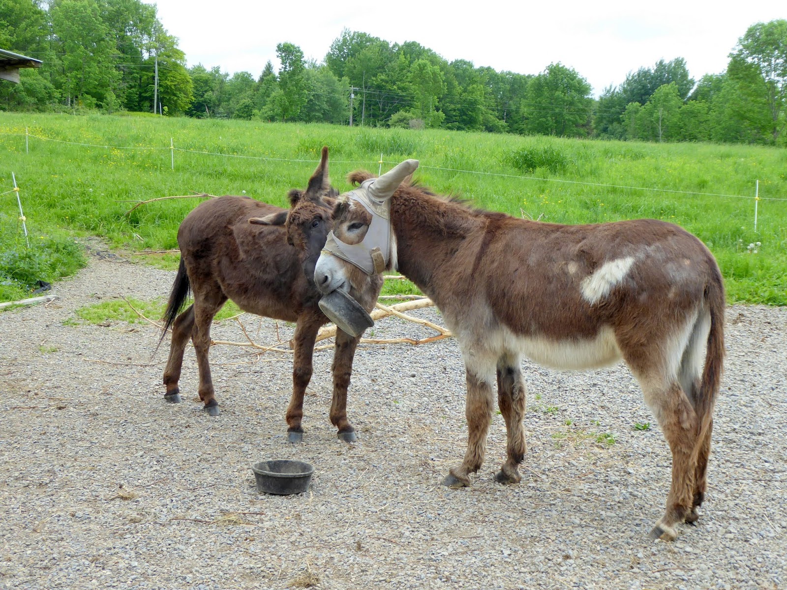 The Dancing Donkey: The Right Toy