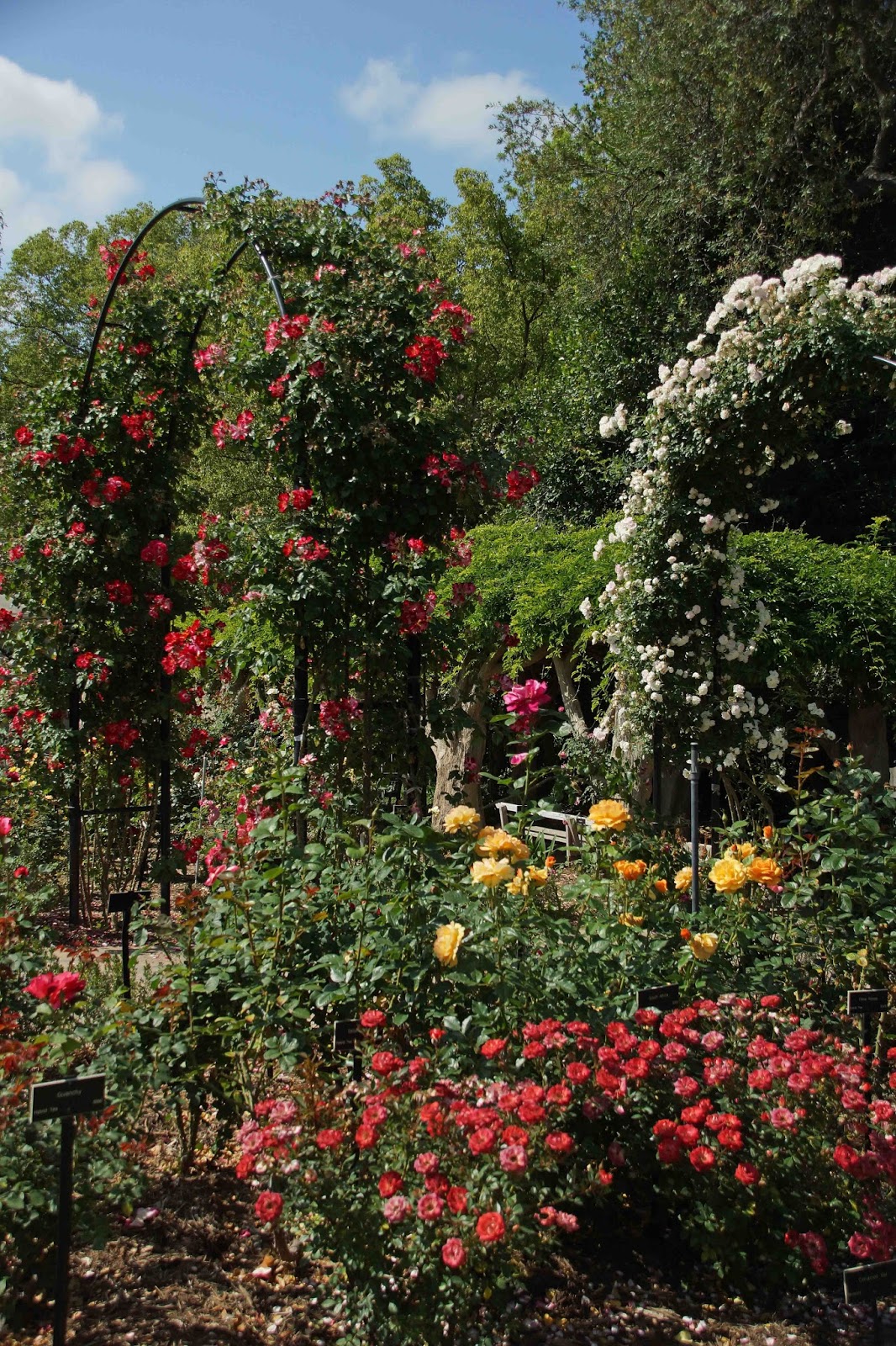 Rose 'Tropical Lightning'