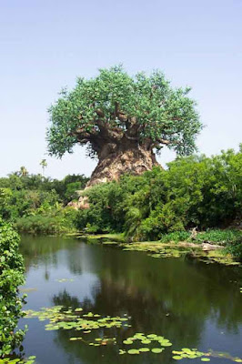 Amazing collection around the world: A mysterious tree in south africa