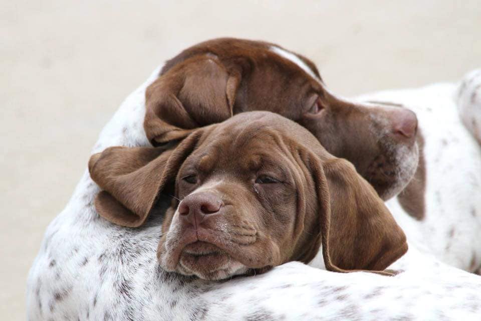BRACO FRANCÉS DE BELBOX: BRACOS, BRACOS, BRACOS