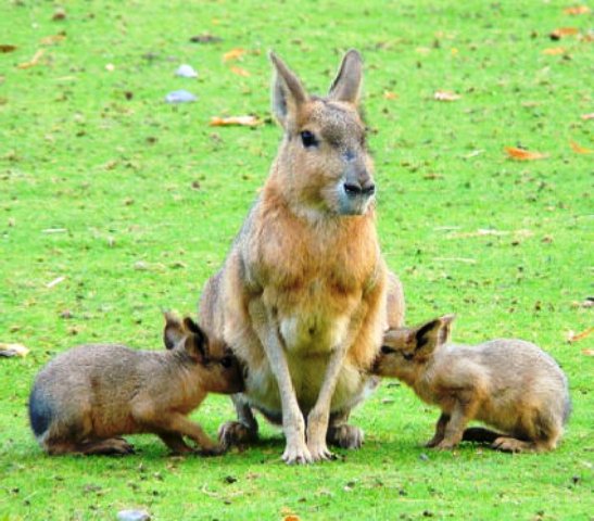 Animales: Animales: Mara