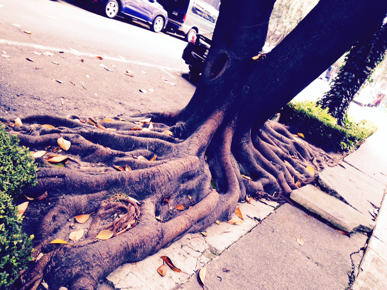 Mexico City: An Opinionated Guide: Trees of Mexico City