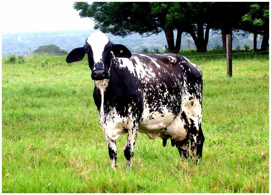 Generalidades de la Ganadería Bovina.: Girolando