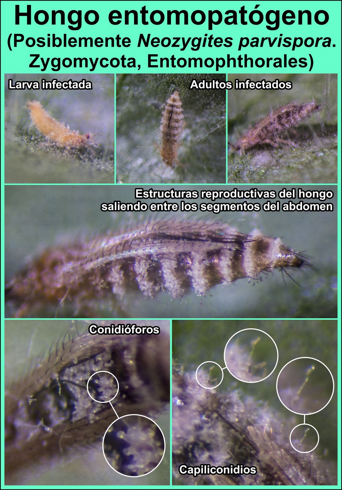 Homo agricola: Hongo bueno, hongo malo