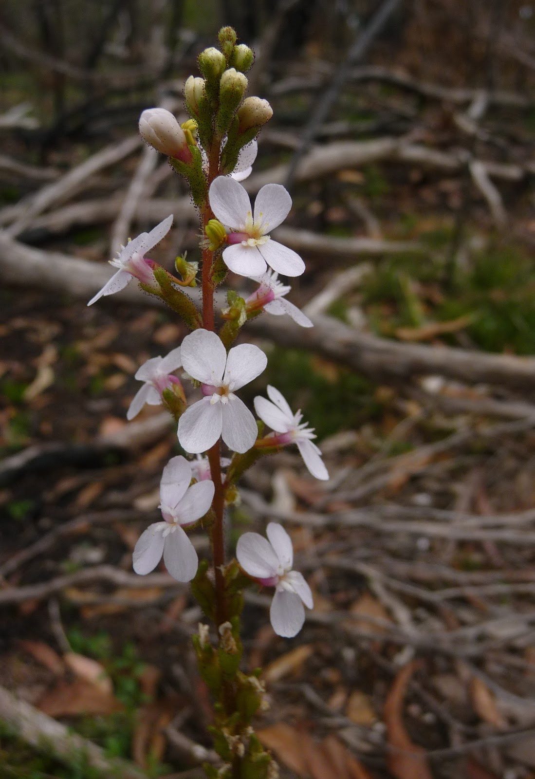 A Botany Blog for Beginners: April 2012