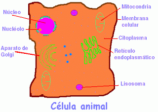 Biología: TIPOS DE CÉLULAS POR SU FORMA