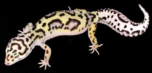 The Bee Loud Glade: Spotlight on Leopard Geckos