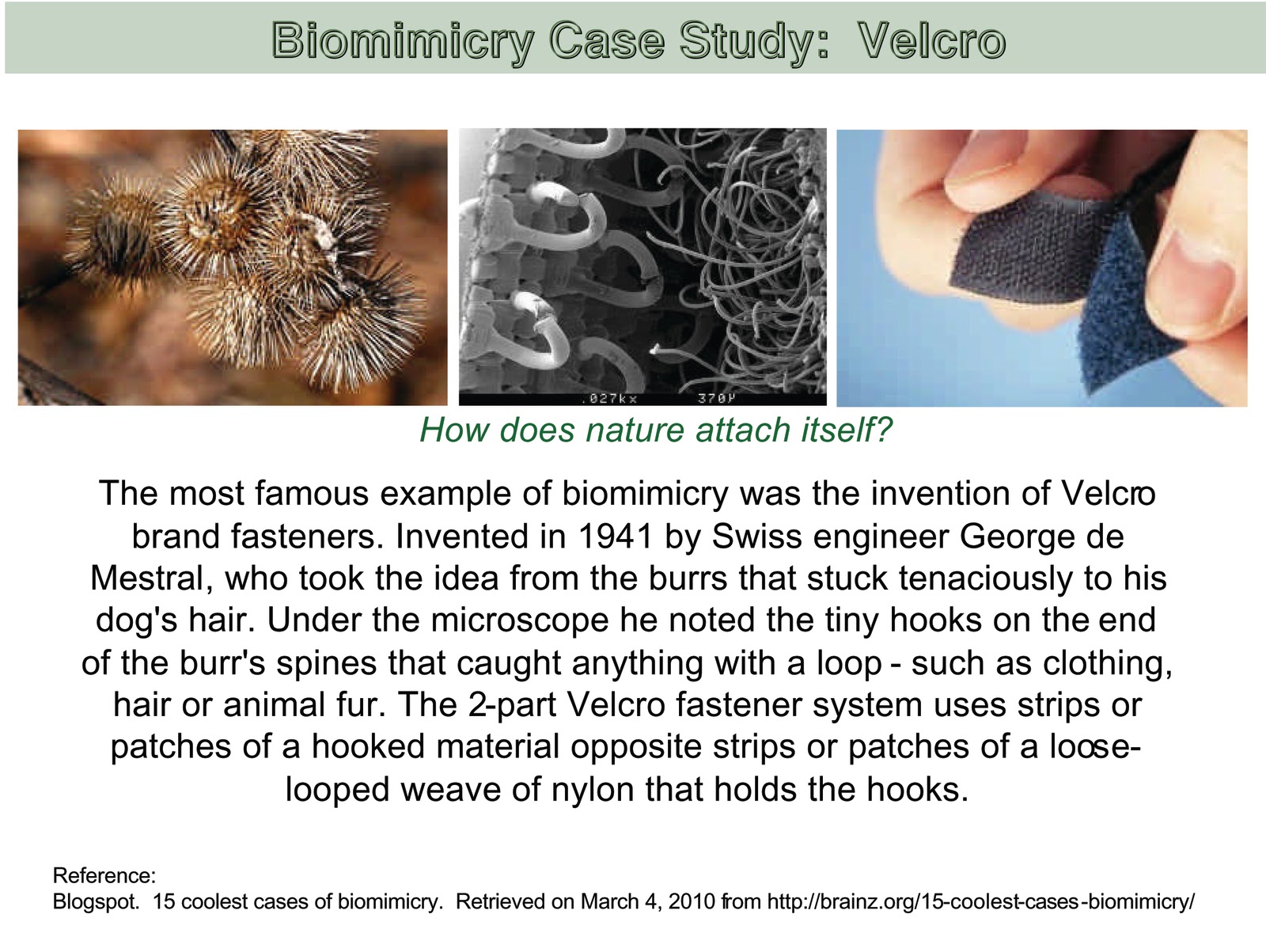 Biomimicry for Designers: Bio-what