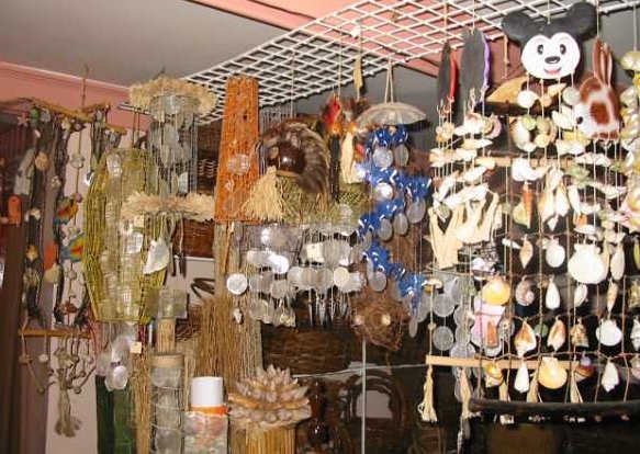 The Best Collector's Item Seashells from Cebu Philippines