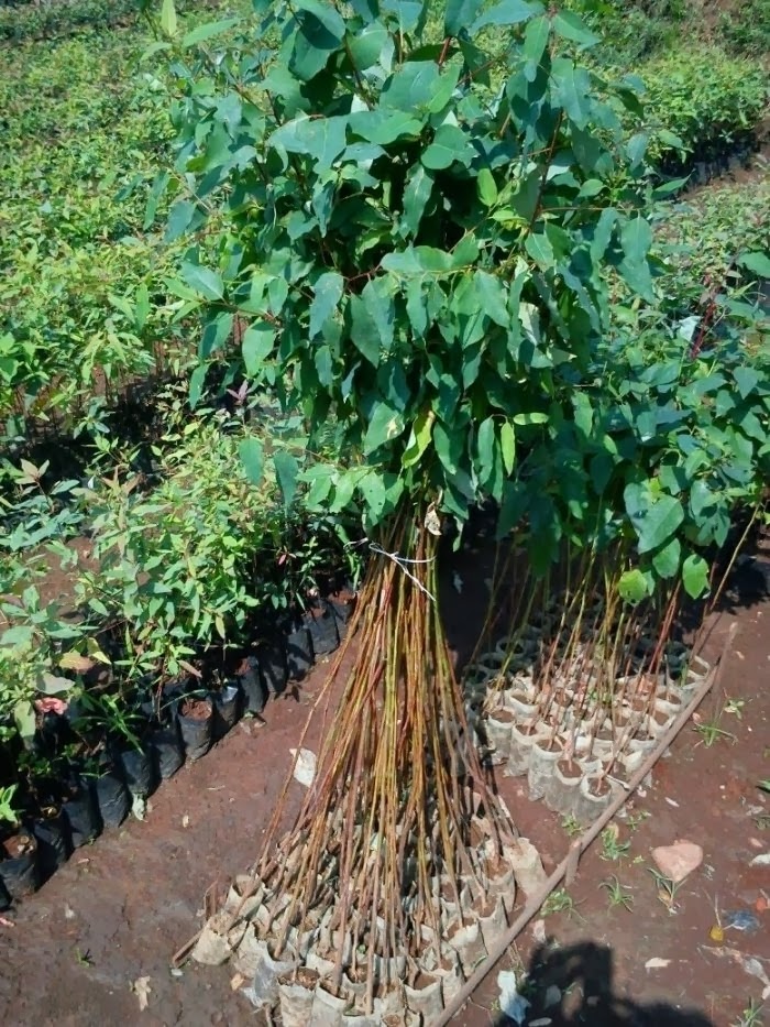 AMPUPU (Eucalyptus urophylla S.T. Blake) - Ensiklopedia kehutanan