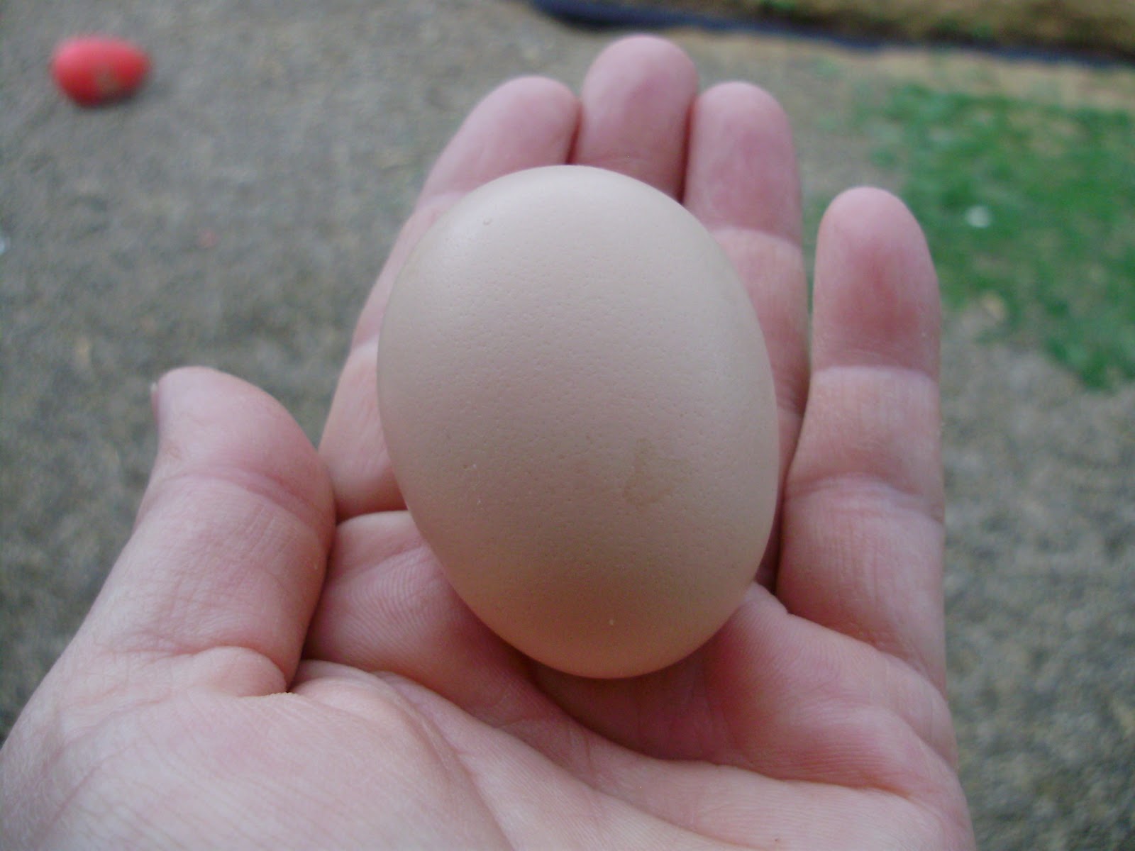 Ohiofarmgirl's Adventures In The Good Land: Creepy Meat Butcher Day ...