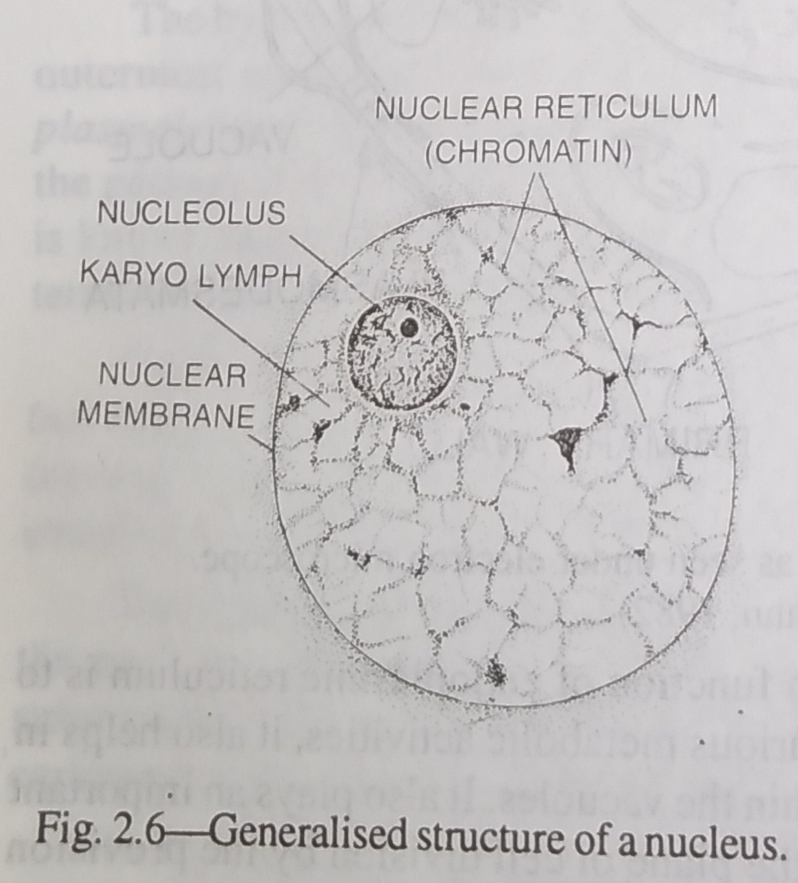 Nucleus: structure and function of the nucleus-digieduco