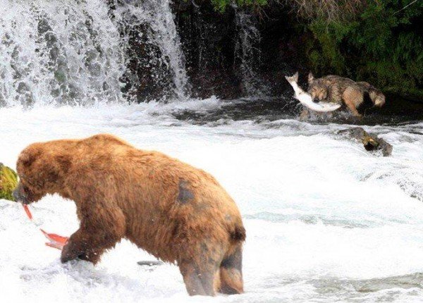 White Wolf : Alaskan Gray wolf gives the brown bears a fishing lesson