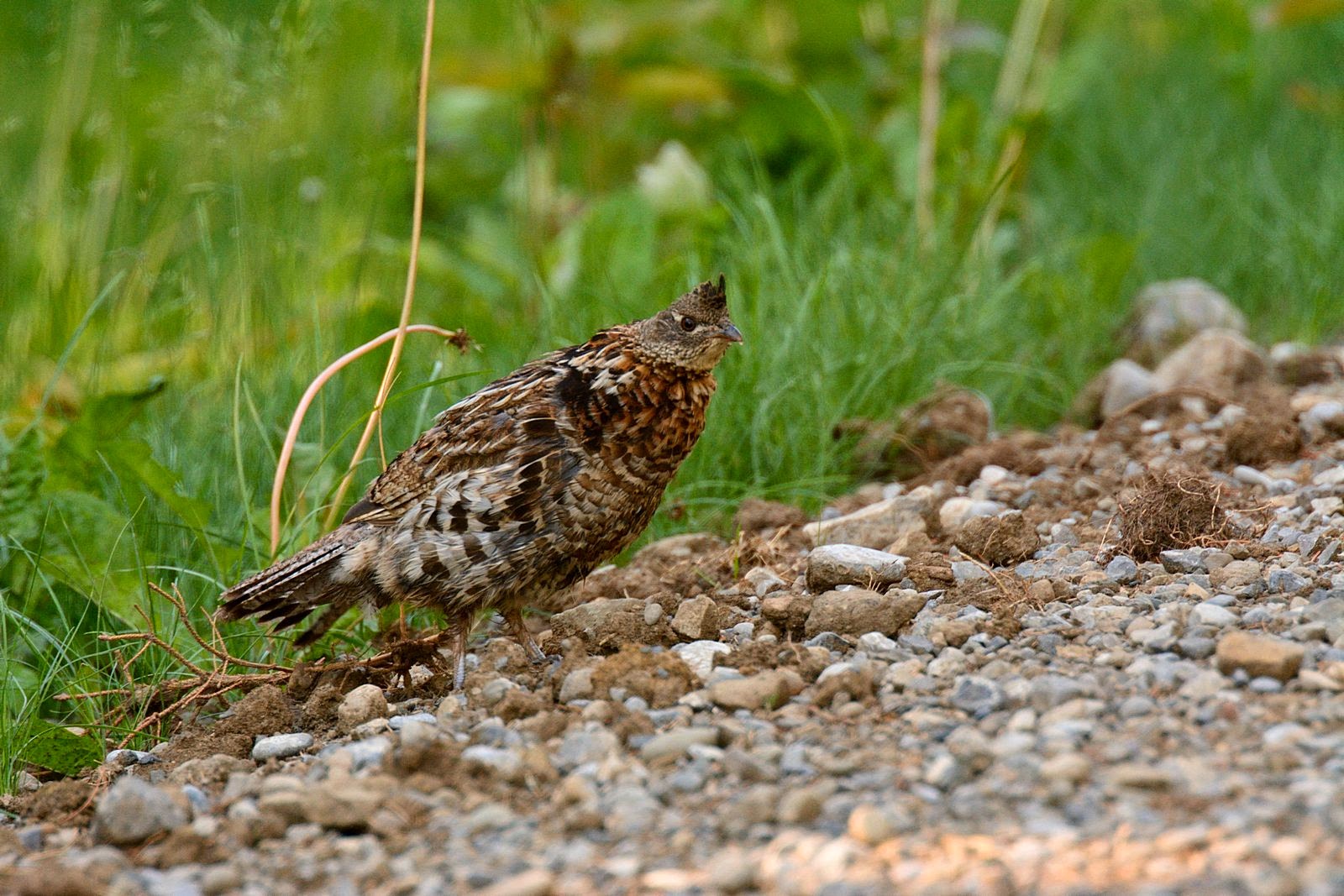 Turbo's Track and Photo Tour: Dusky and Ruffed Grouse Chicks(20140804 ...
