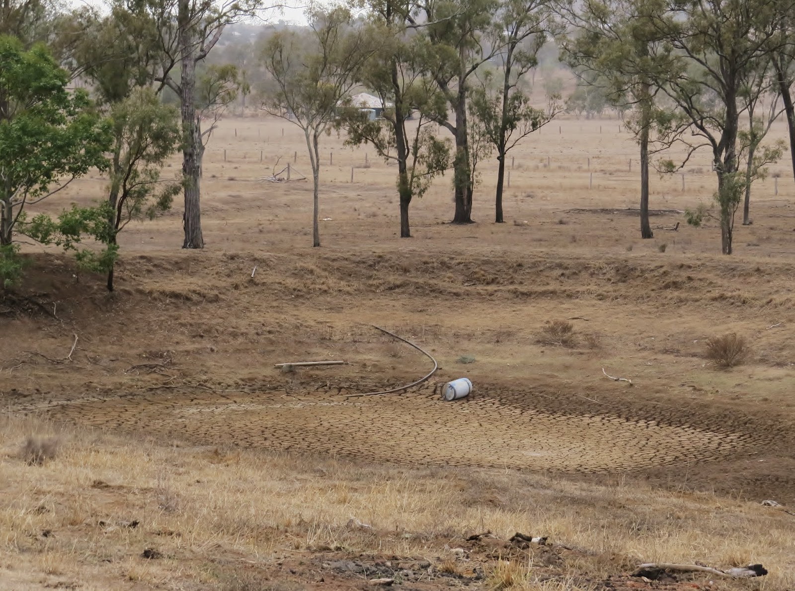 Inland birds make a dash for survival towards the coast