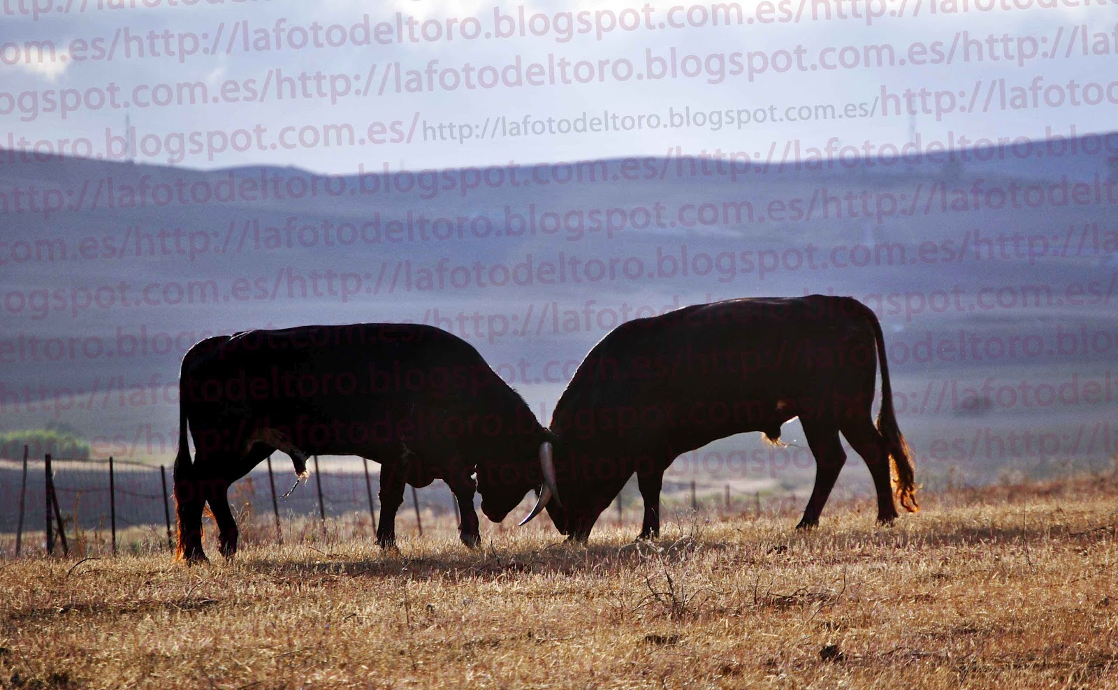 El Toro Bravo en su hábitat-------: El Toro, animal gregario