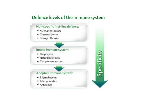 HEALTH COACH: What is the Immune System and How Does it Work? Part Two ...