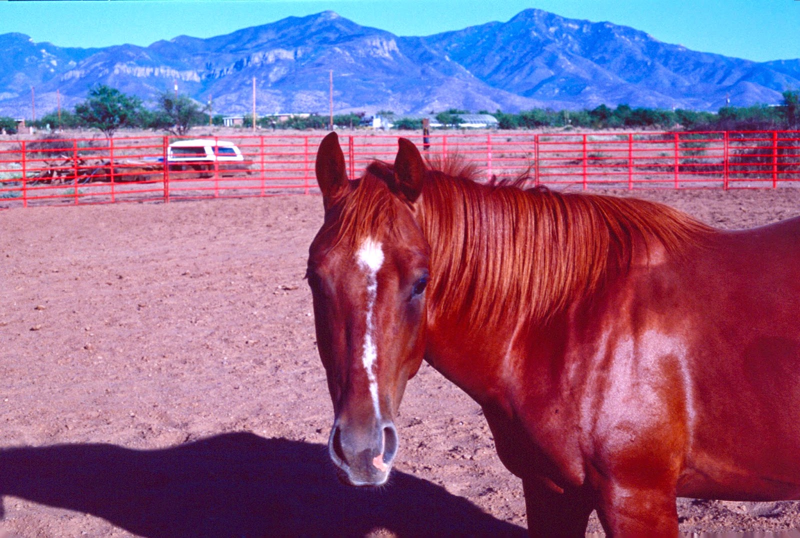 The Old Cowboy and Photography: Cutting Horses I Have Known