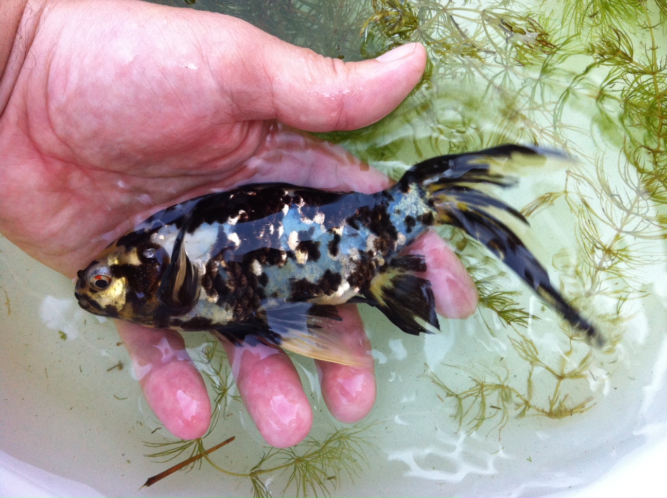 Goldfish Garage: A Two Car Fishroom: Midnight Shubunkin Male