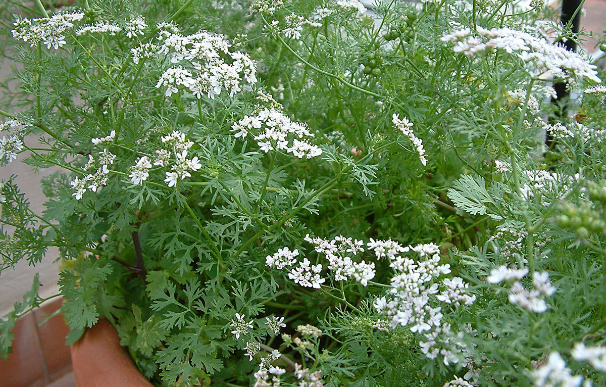 Przepisy kulinarne, poradnik kulinarny:: Kolendra i zdrowie