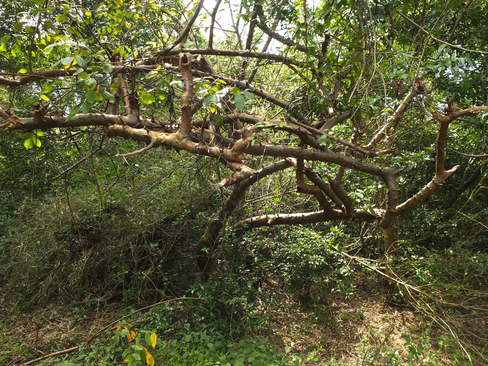 Tamilnadu Tourism: Kalakkad Mundanthurai Tiger Reserve, Thirunelveli