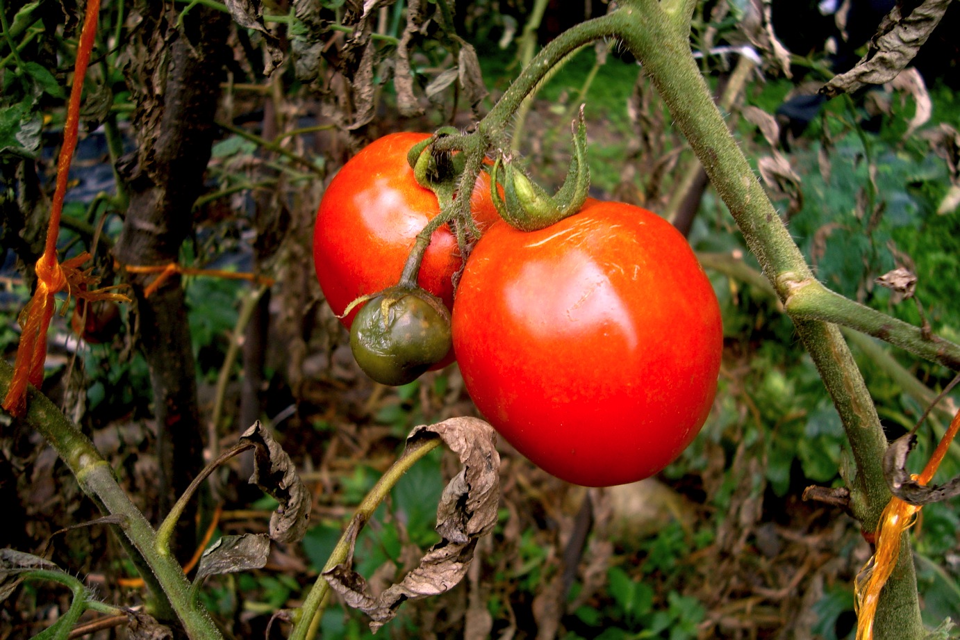 elhuertodelaquebrada: octubre 2011