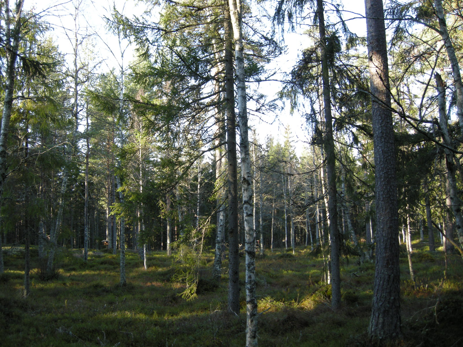 Swedish forest and creek view