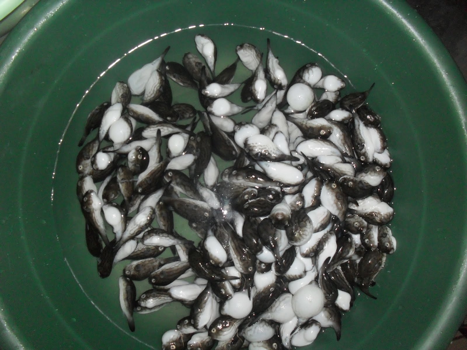 Disenyo and Istayl: Cadiz's 'Buriring', the nation's best