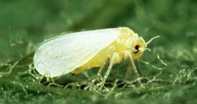 Ordo Homoptera - Informasi Serangga