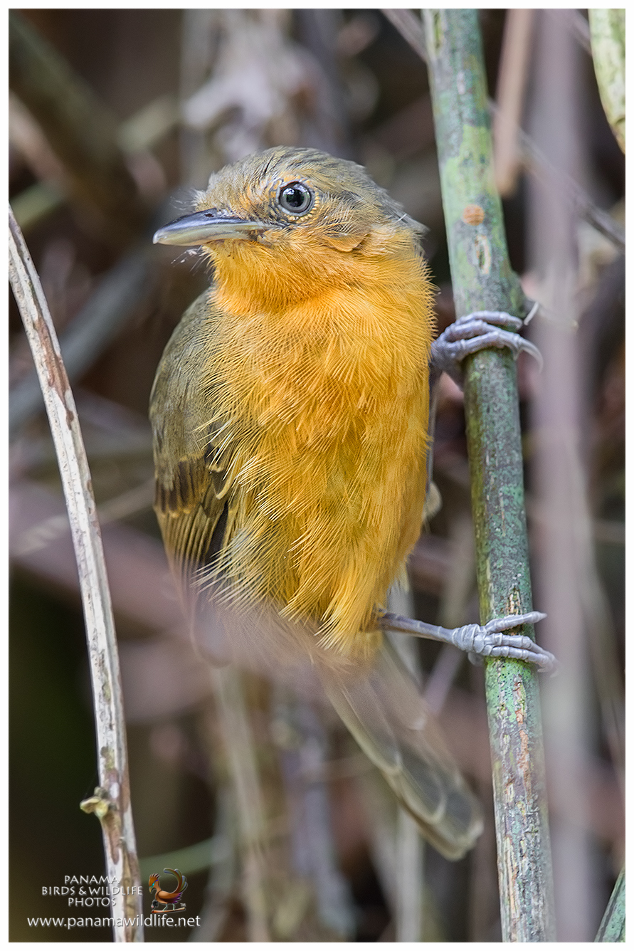 Pipeline Road and surroundings - the best place for Panama Birds ...