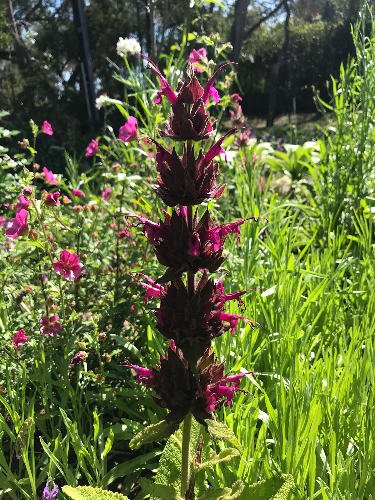 On Discovering A Garden: Gopher Resistant Plants