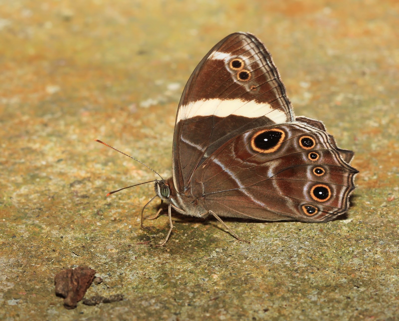Butterflies of Vietnam: 5. Lethe confusa confusa (The Banded Treebrown)