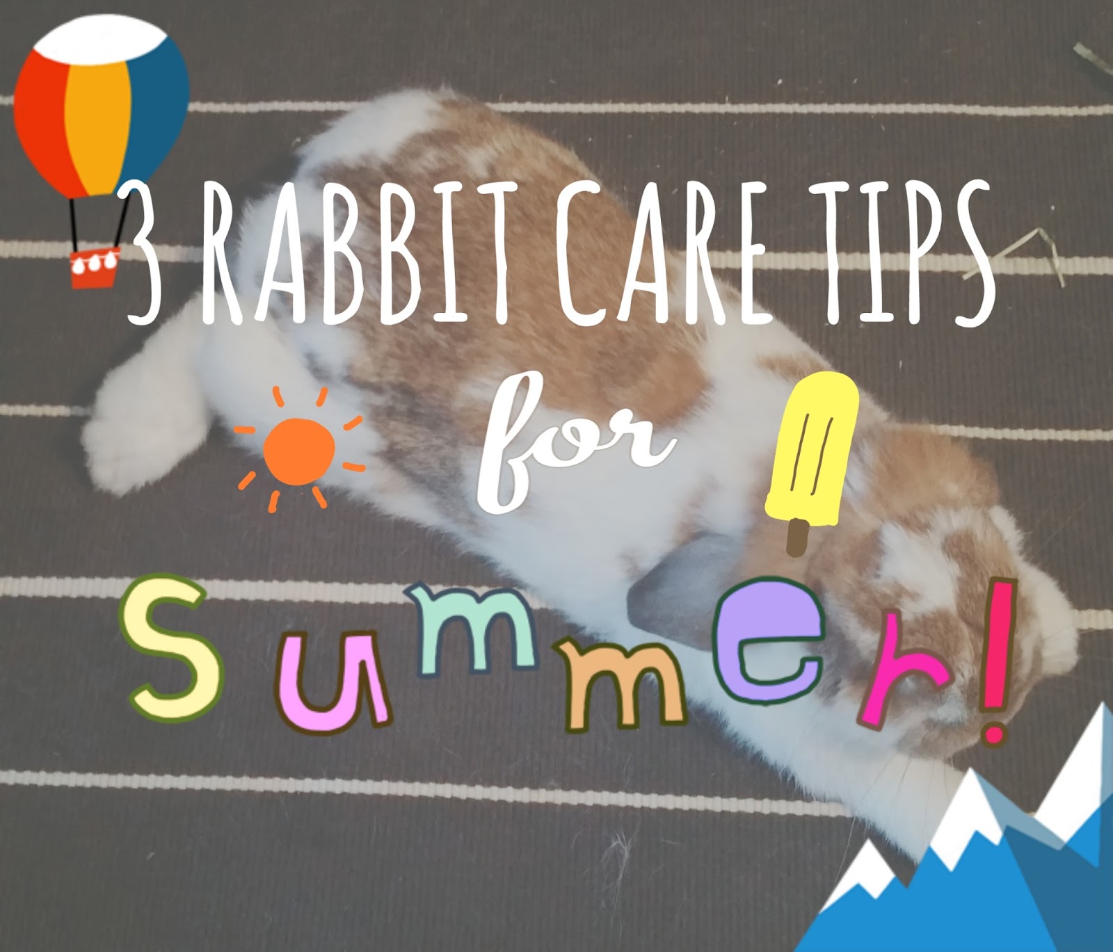 3 Rabbit Care Tips for Summer | WHIMSICAL MUSICAL