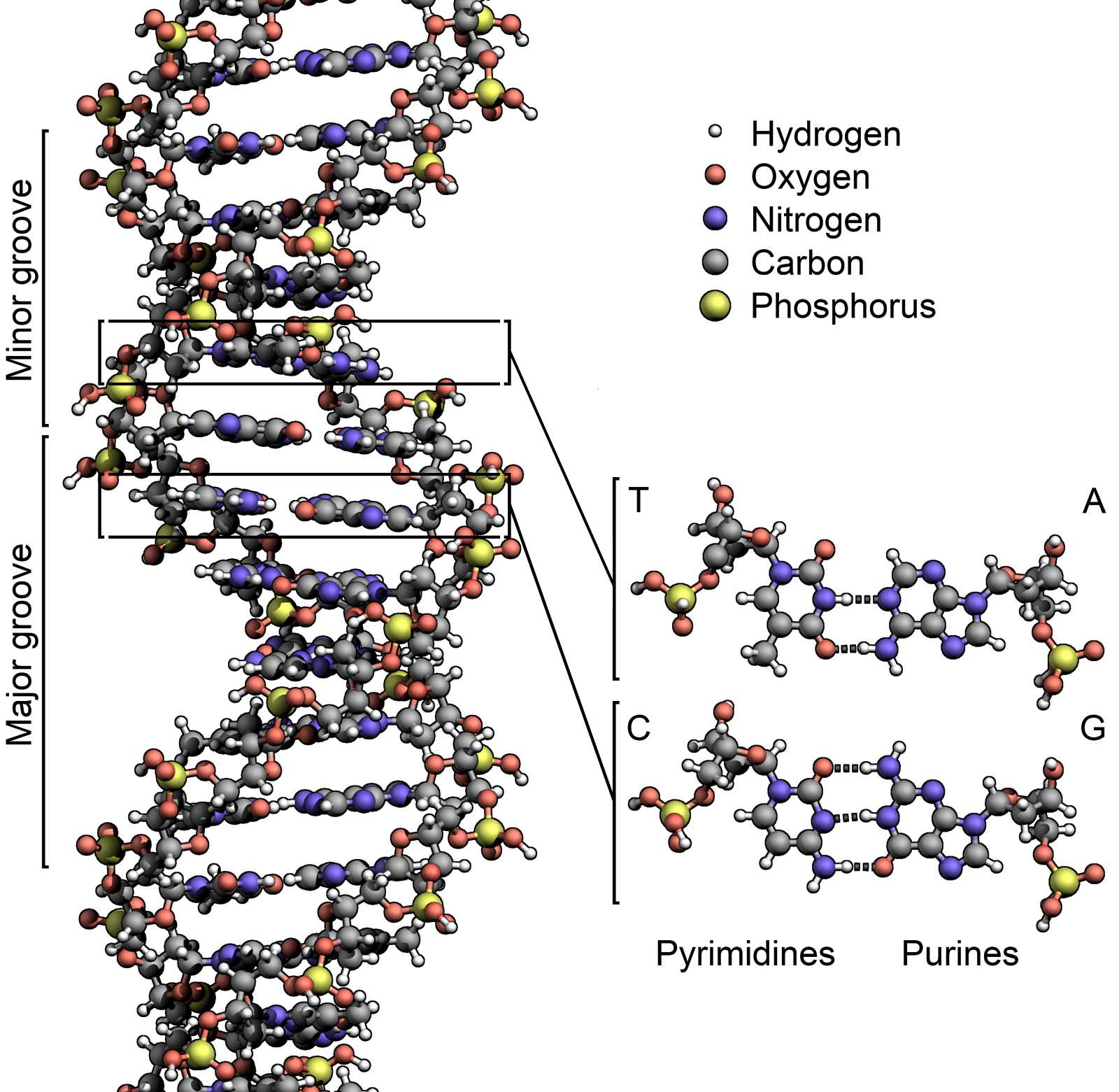 el moderno prometeo: Ácidos Nucleicos: ADN