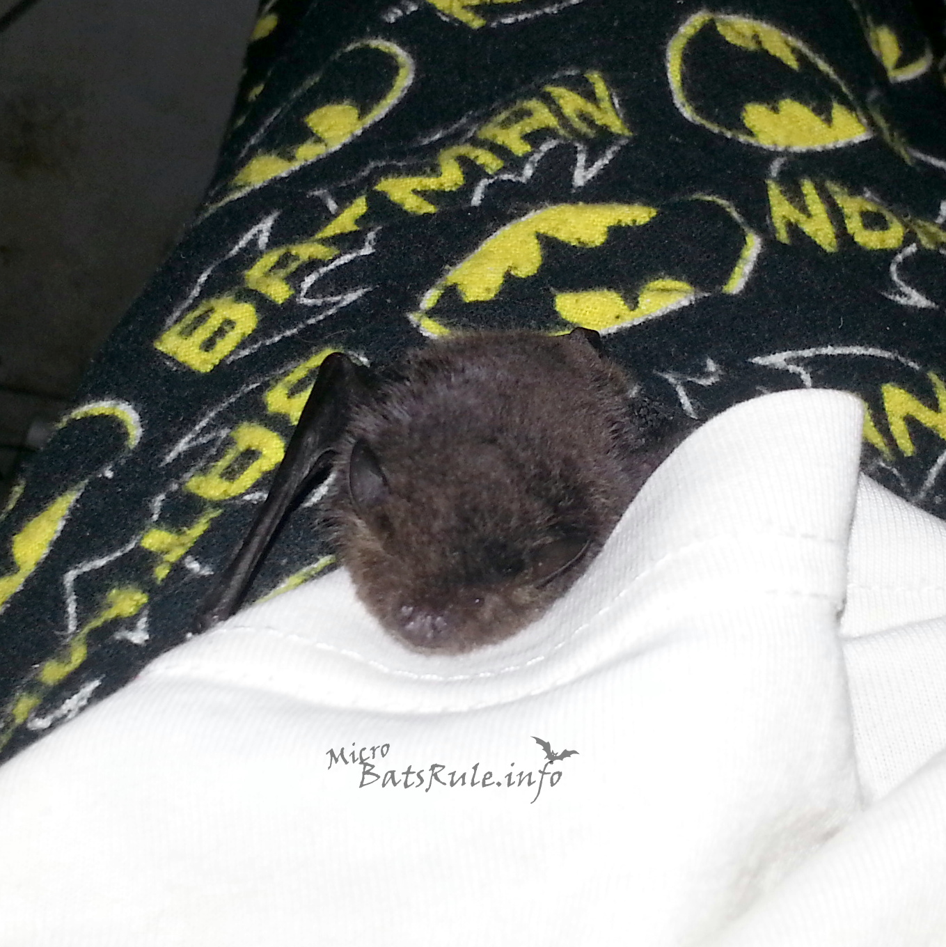 Rescue | Microbat in care | Myotis Macropus, Southern Myotis ...