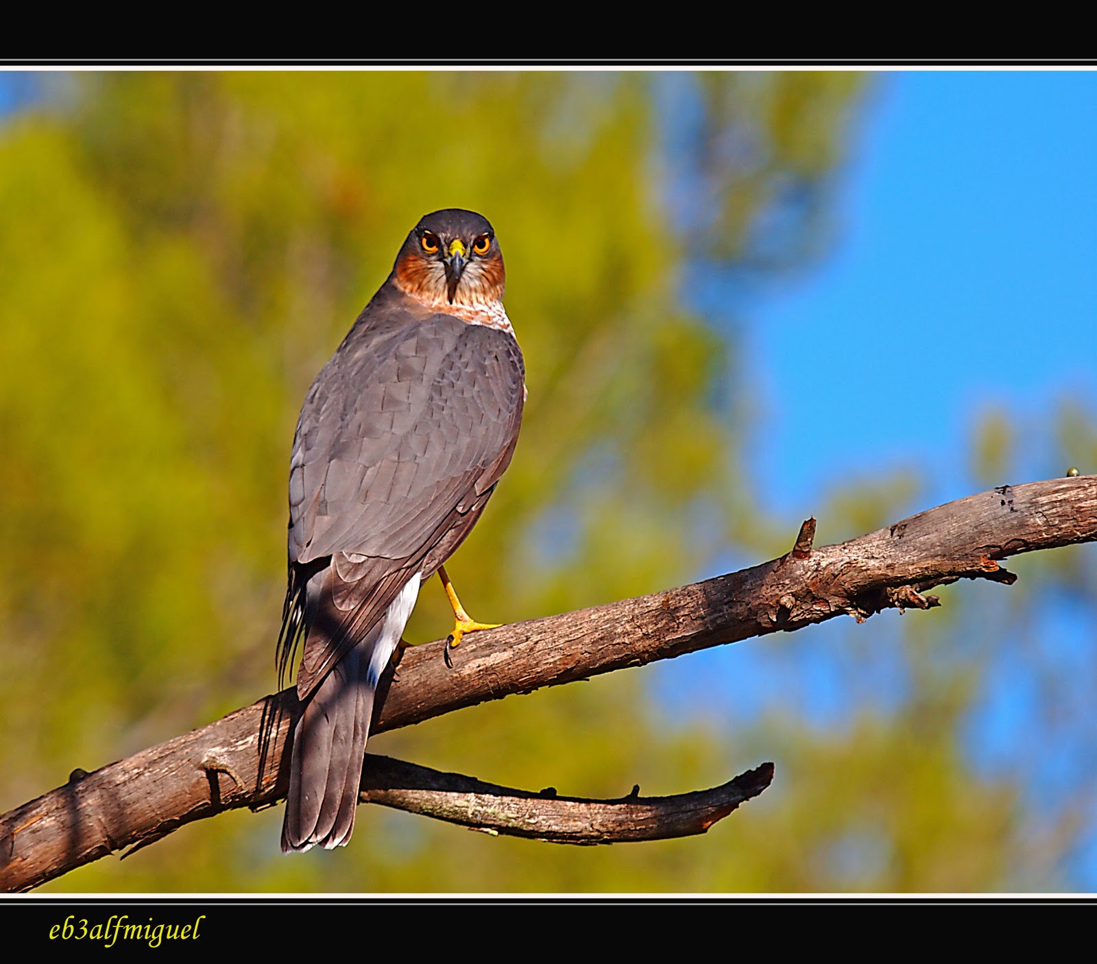 Miguel fotografia: El Gavilan
