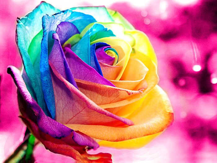 Rosas: ROSAS DE COLORES