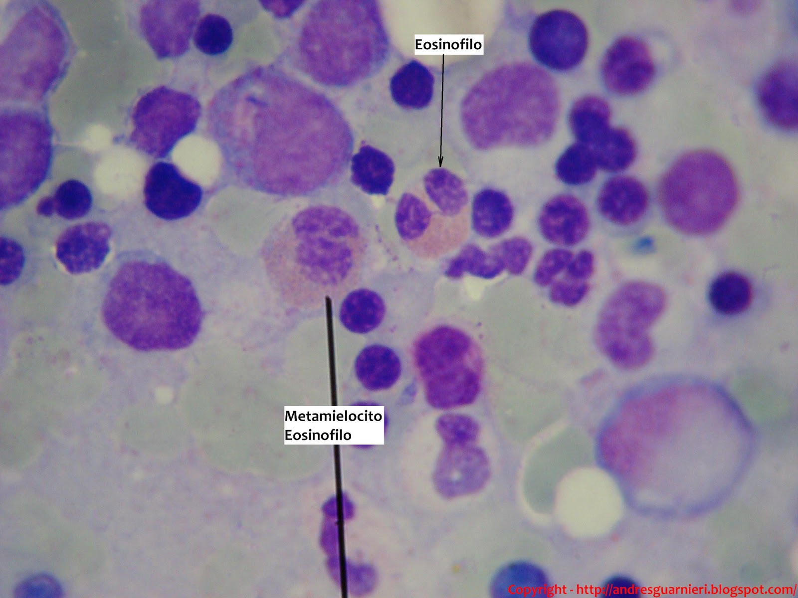 Medicina - Histología Humana / Medicine - Human Histology: Histologia ...