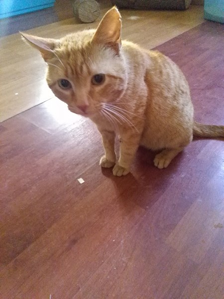 PROYECTO GATO: GATAZO NARANJA EN ZONA CASTRO.EXTRAVIADO?ABANDONADO ...