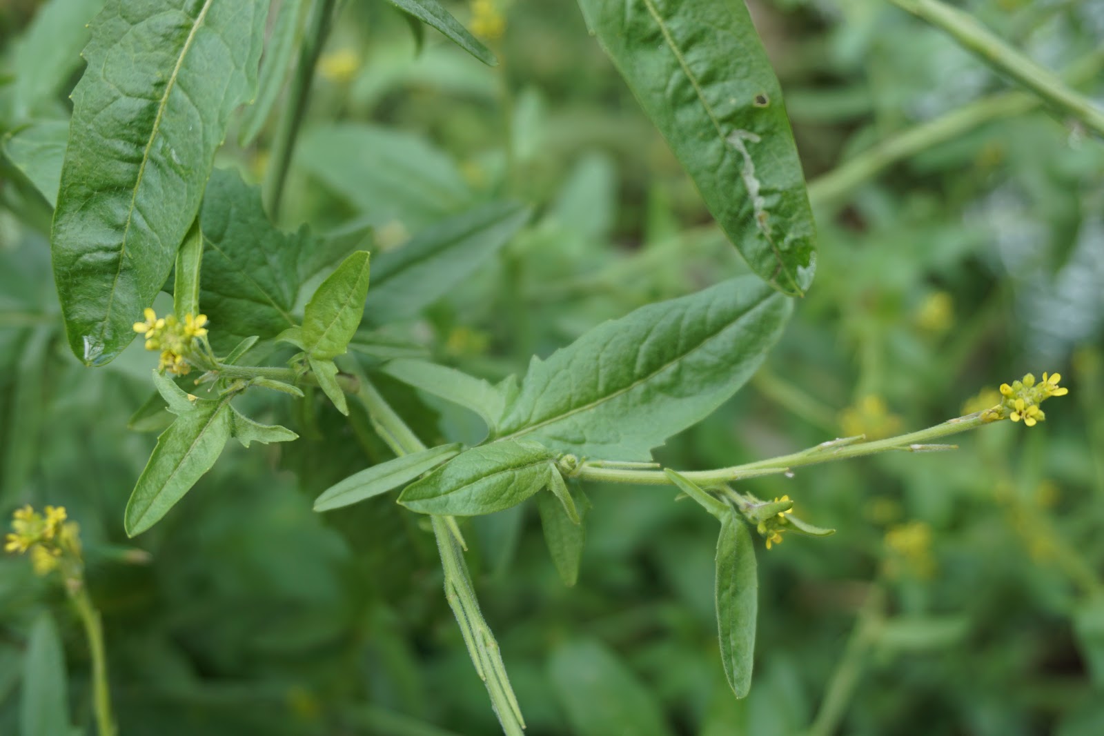 Plantas de Huerta Otea, Salamanca: Erísimo, hierba de San Alberto ...