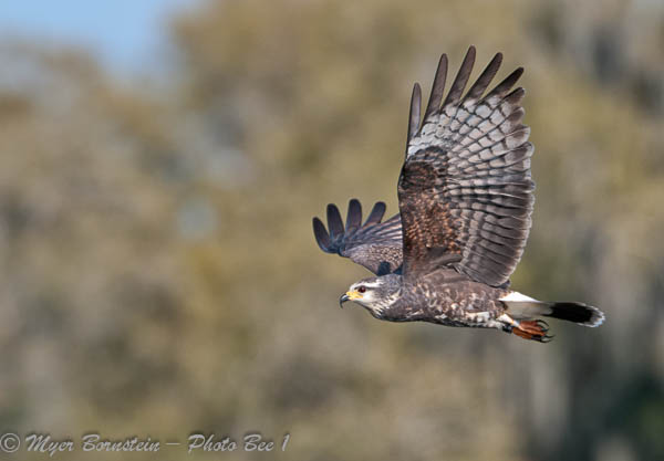 Snail Kite