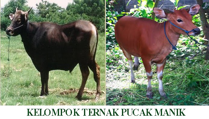 peternakan sapi: Macam-macam Sapi yang ada di dunia